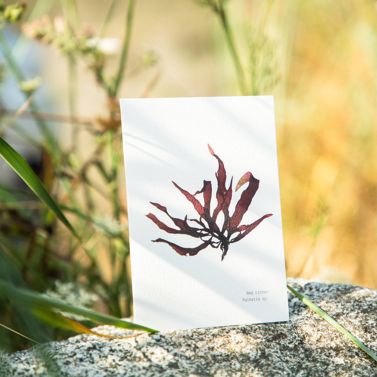 Red ribbon Seaweed | Blank Card with Envelope – Material Wit